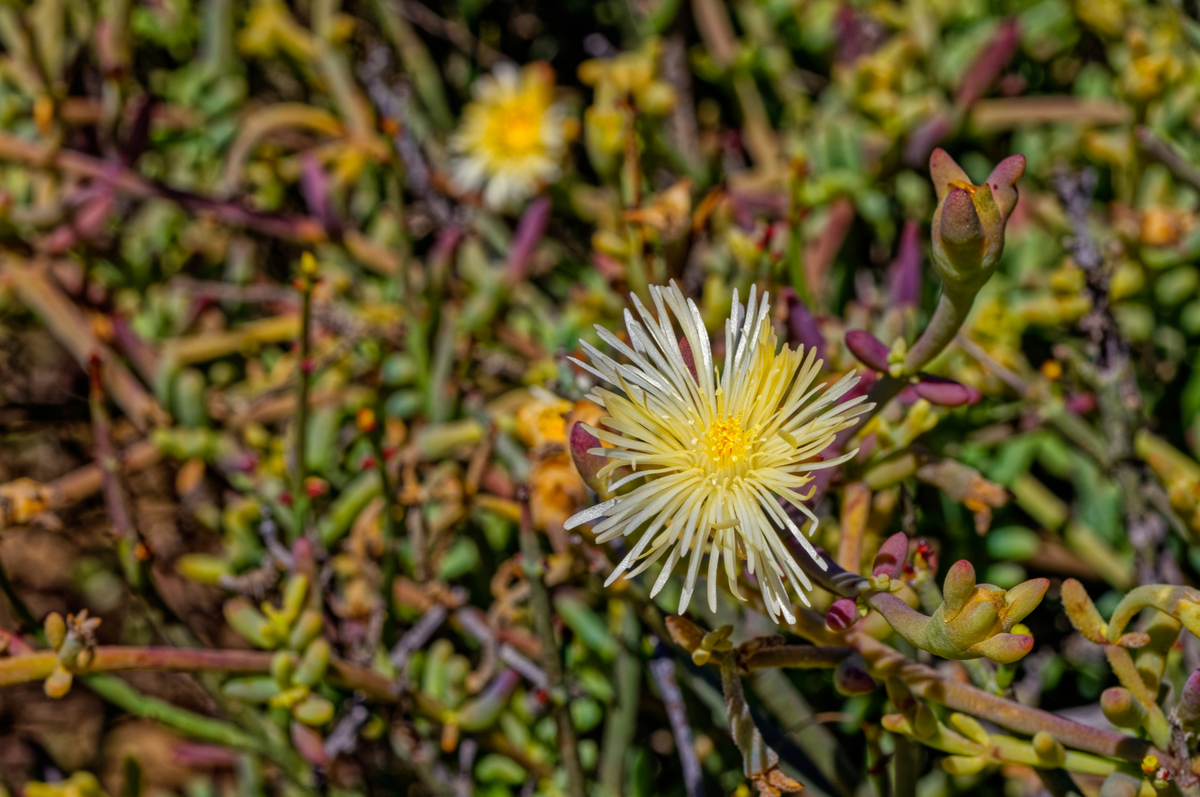 History Of Kanna! – Healing Herbals